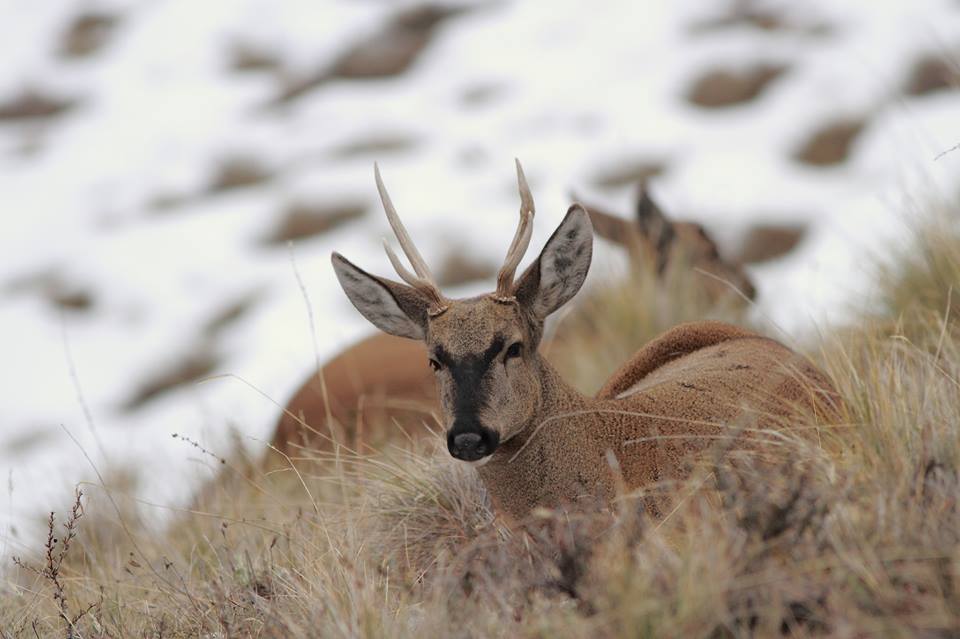 Un documental sobre la vida del Huemul - Revista Endémico