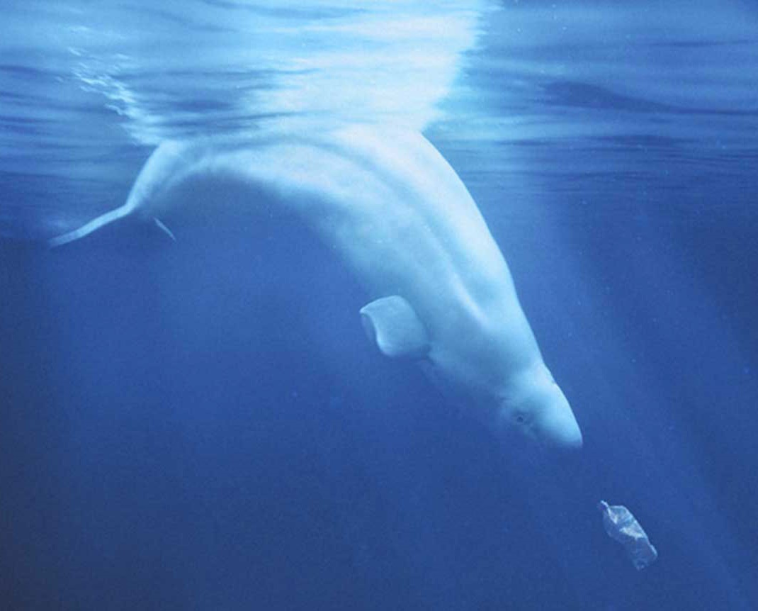 Craig Leeson: documentando el mundo submarino de los plásticos ...