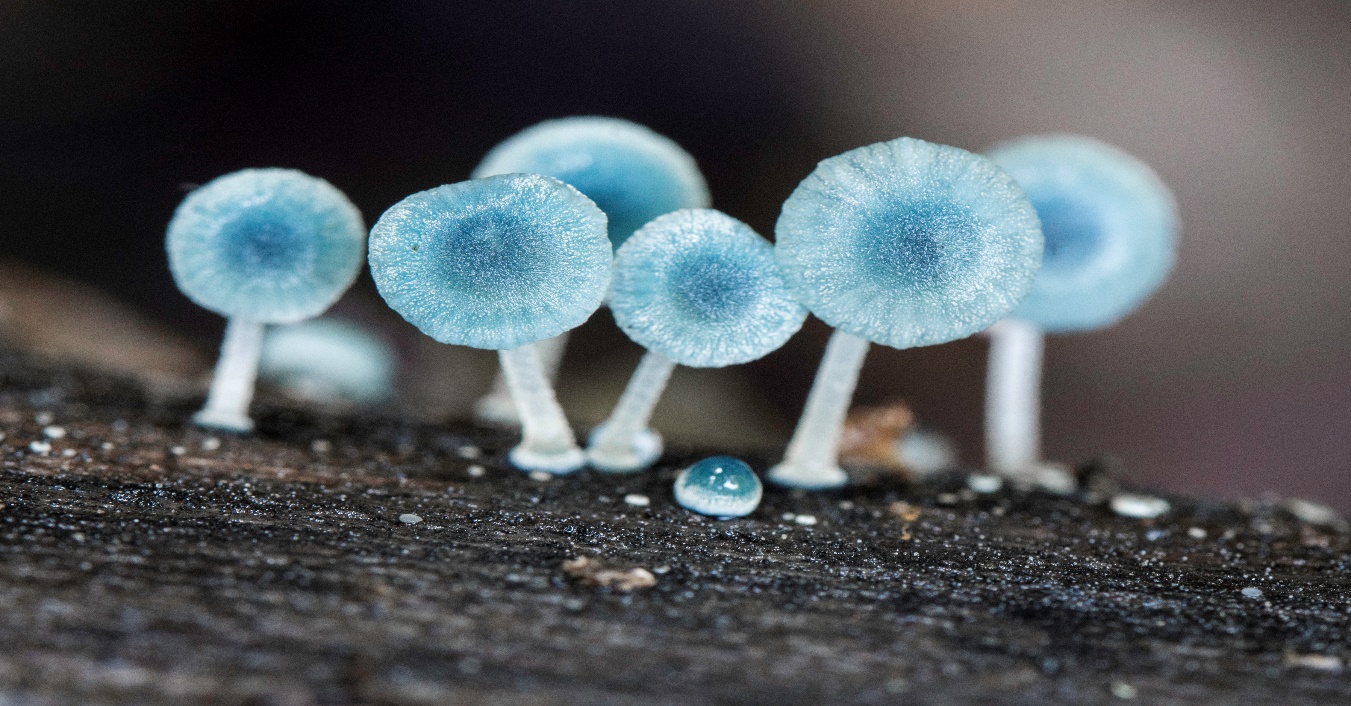 El lugar de los hongos en el ecosistema - Revista Endémico