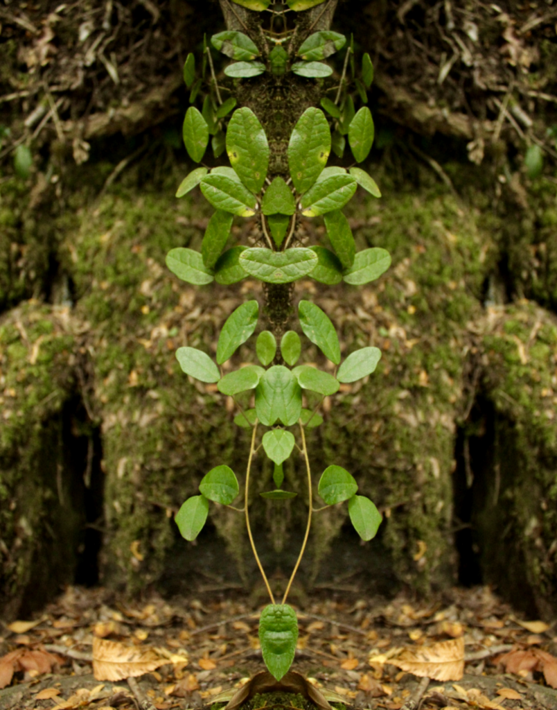 El poder de la Boquila Trifoliolata: Reflexiones sobre inteligencia ...