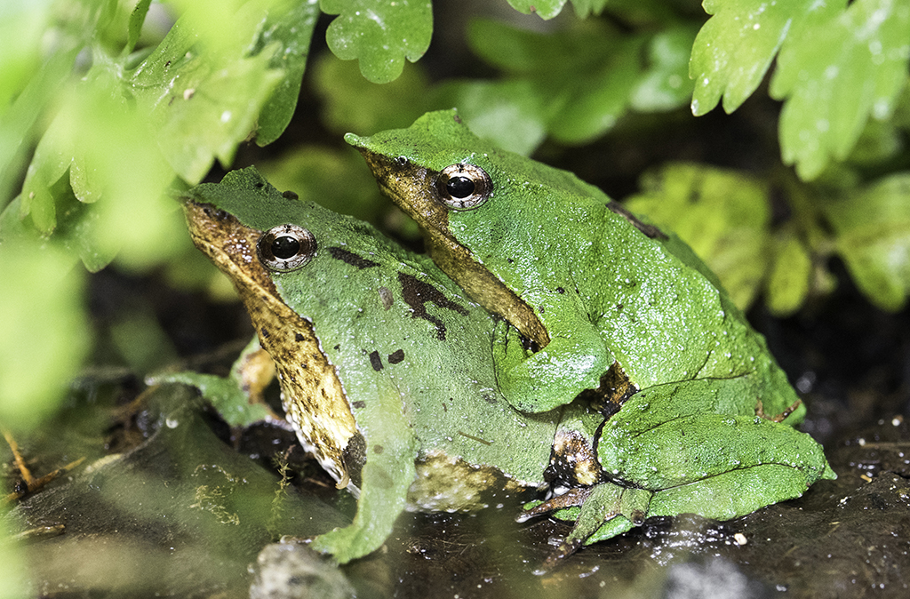 Ranita de Darwin: conservando al enigma del bosque austral - Revista ...
