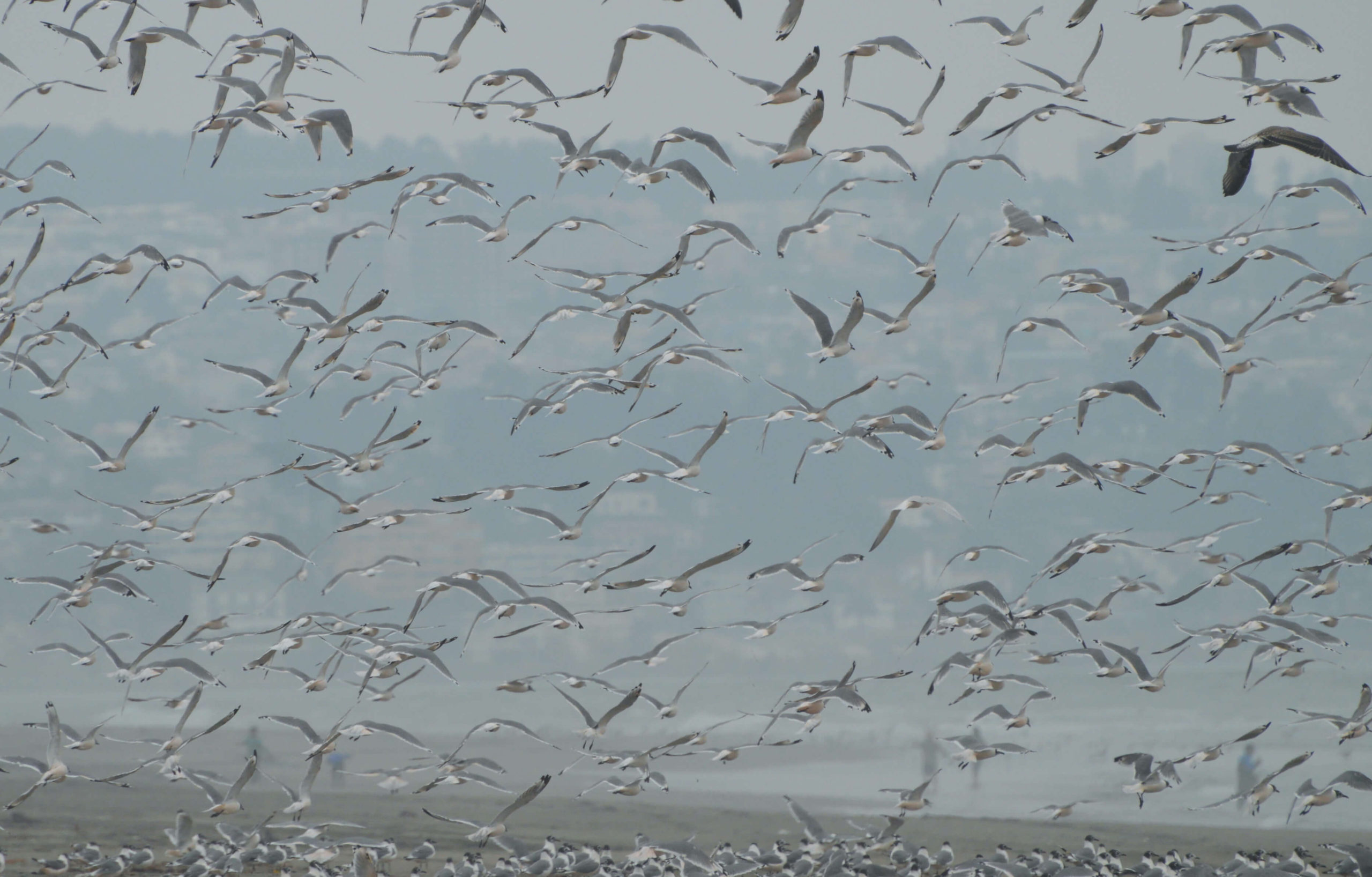 Asombrosas, temerarias e inteligentes: una breve biografía de Larus ...