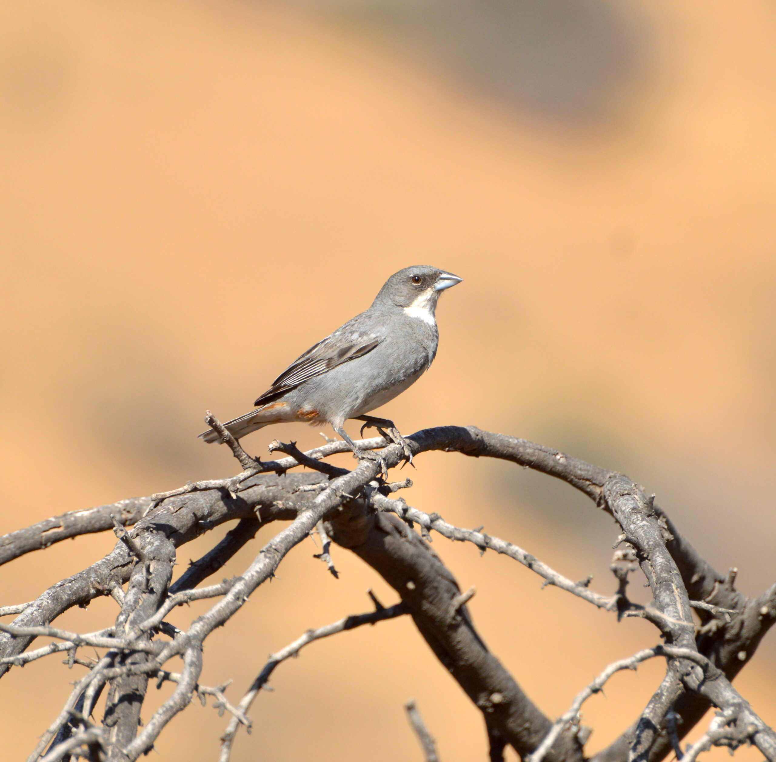 La diuca, dulce canto al sur del mundo - Revista Endémico