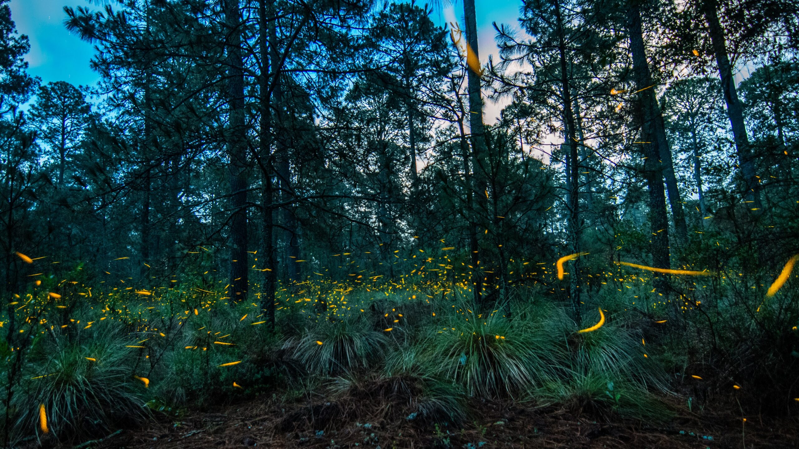 El Idioma de la Luz - Revista Endémico