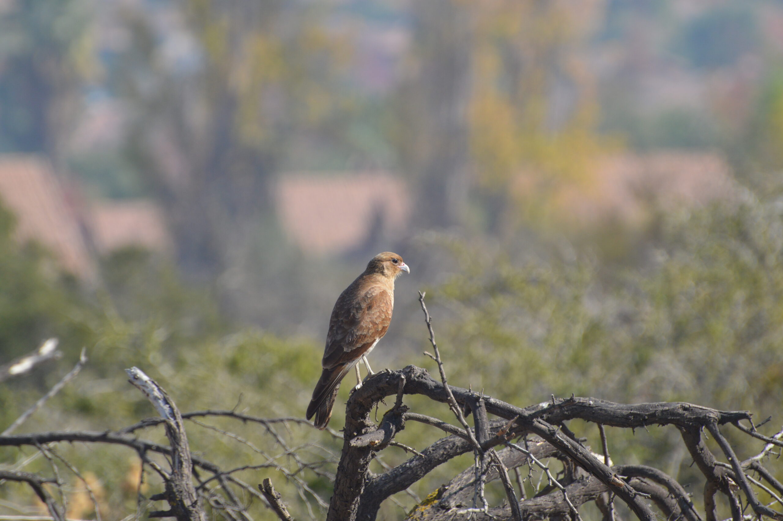 Tiuque: el gran oportunista sudamericano - Revista Endémico