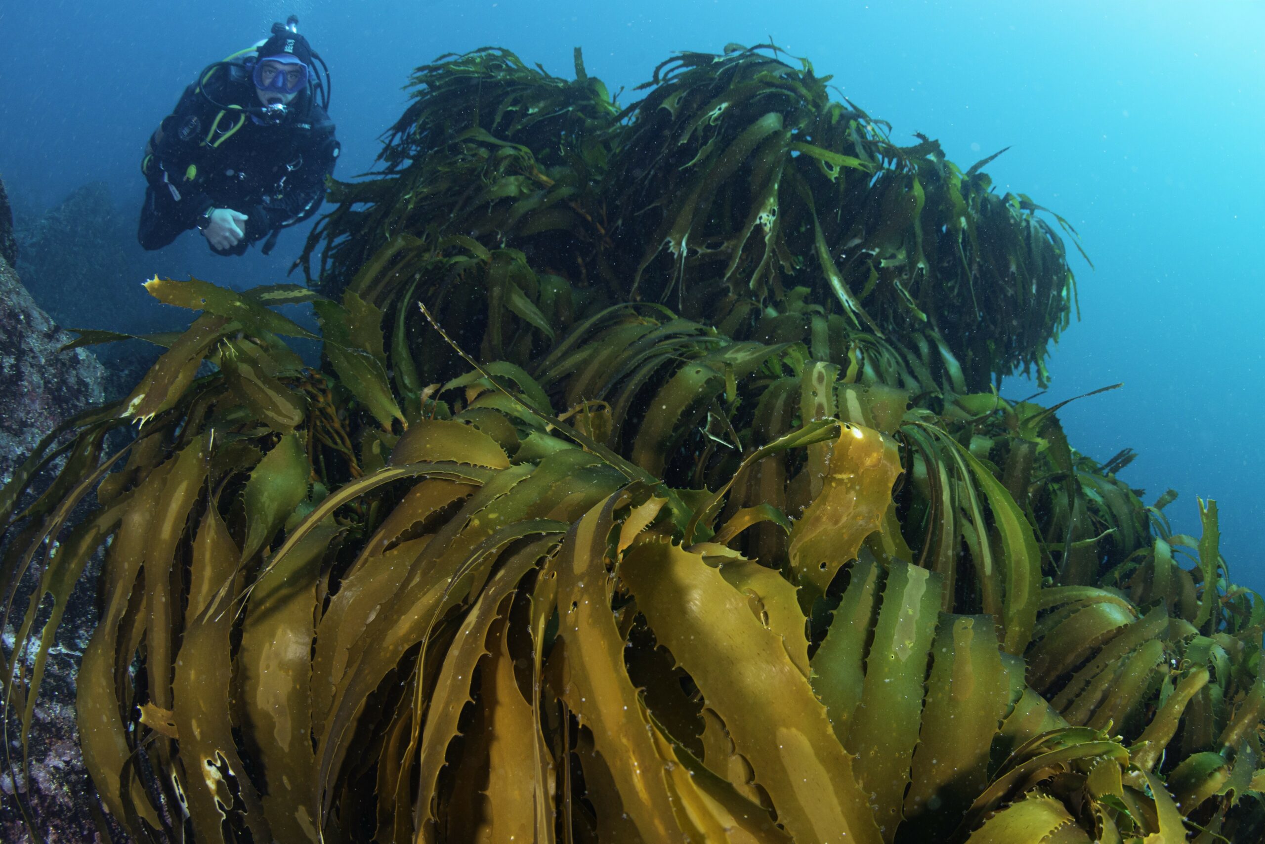 Bosques Submarinos en peligro: la extracción ilegal de huiro en Chile ...