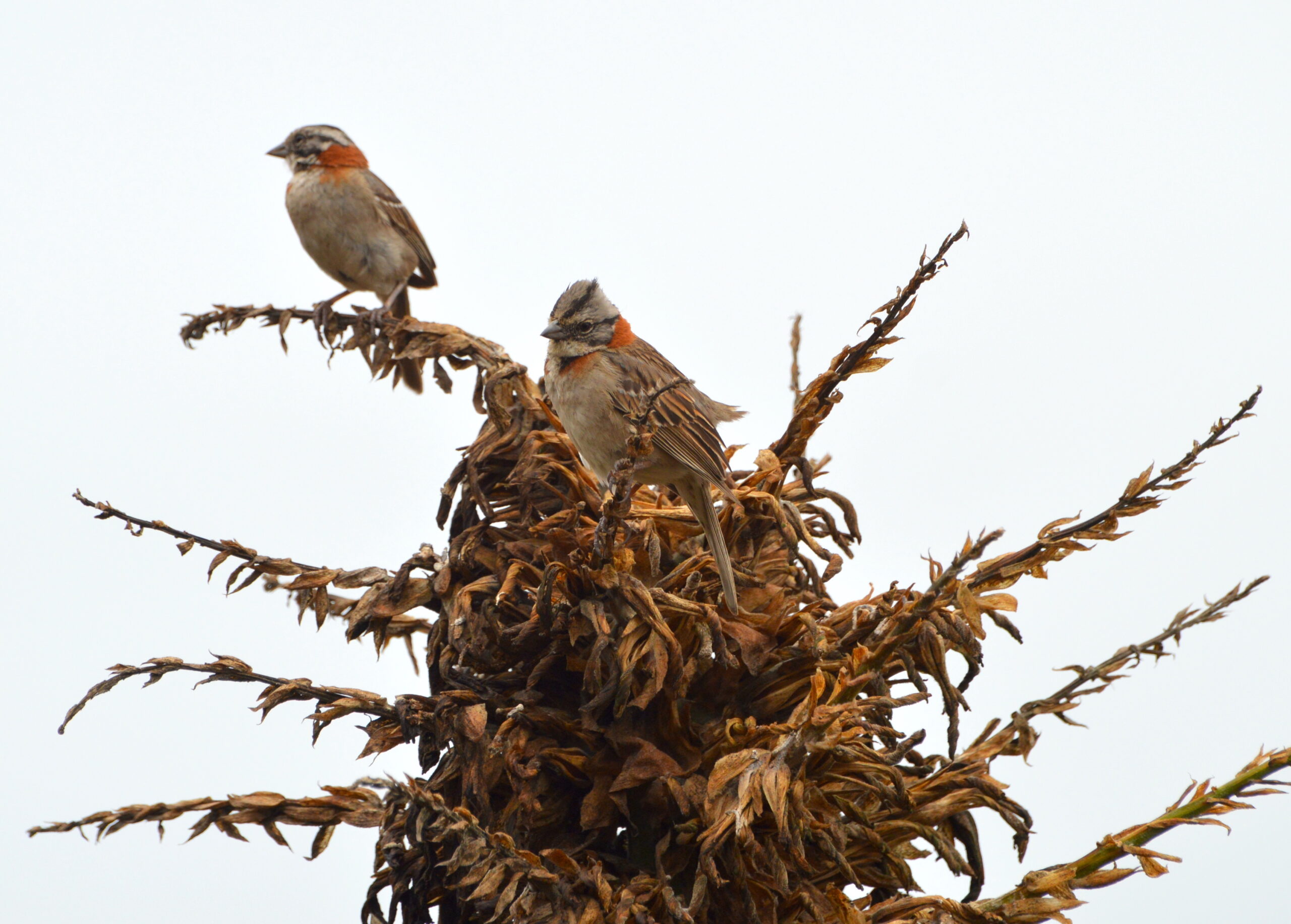 El chincol: un vecino gentil, prudente y simpático - Revista Endémico