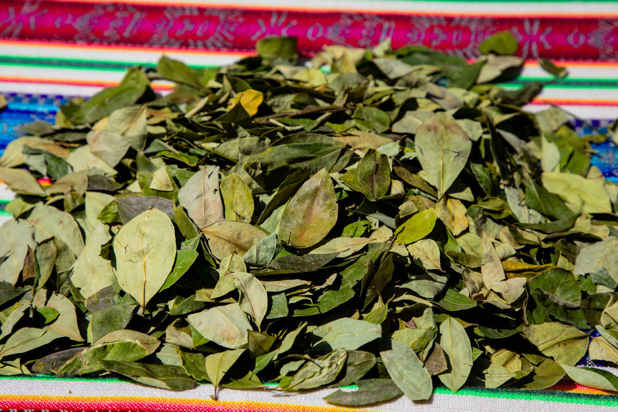 Hojas de coca: planta maestra y madre espiritual del territorio andino ...
